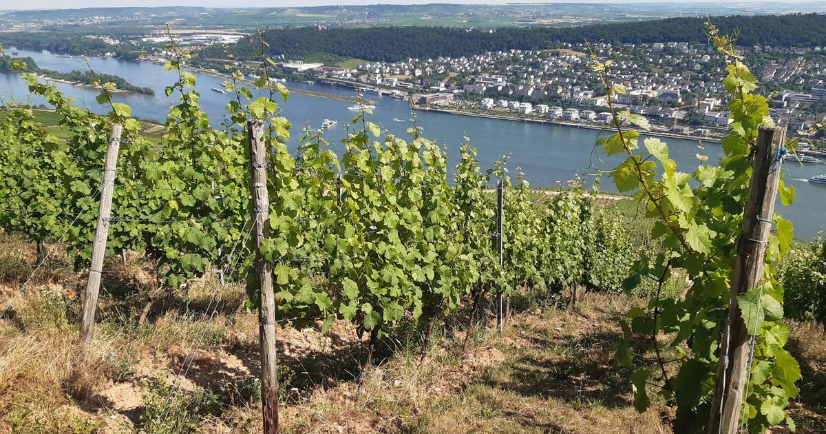 Ein Tagesausflug von Frankfurt in den Rheingau - Ameropa-Reisen